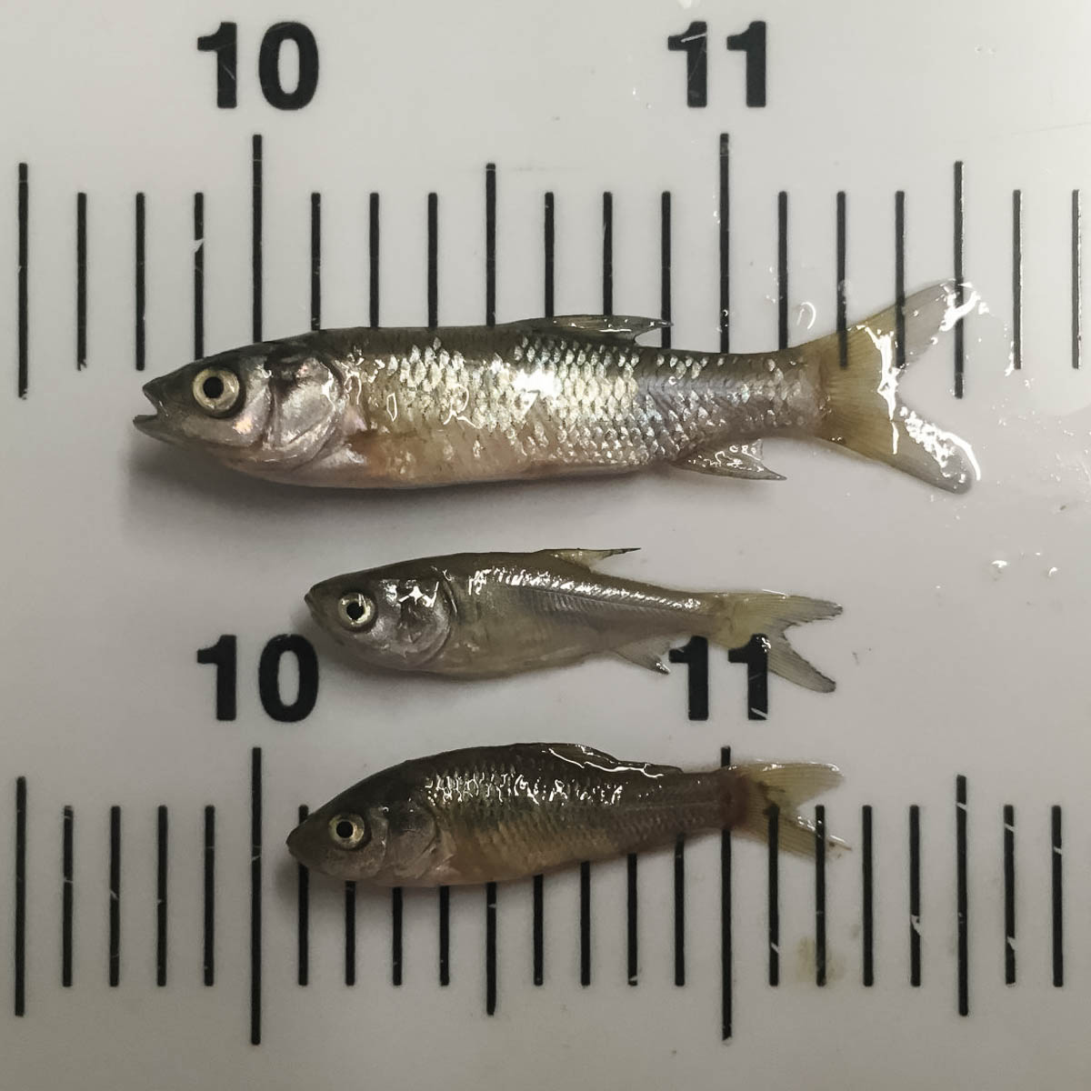 Effects of invasive Asian carp larvae on the abundance, distribution ...